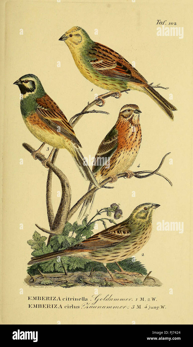 A historical study by Johann Andreas Naumann of the birds of Germany ...
