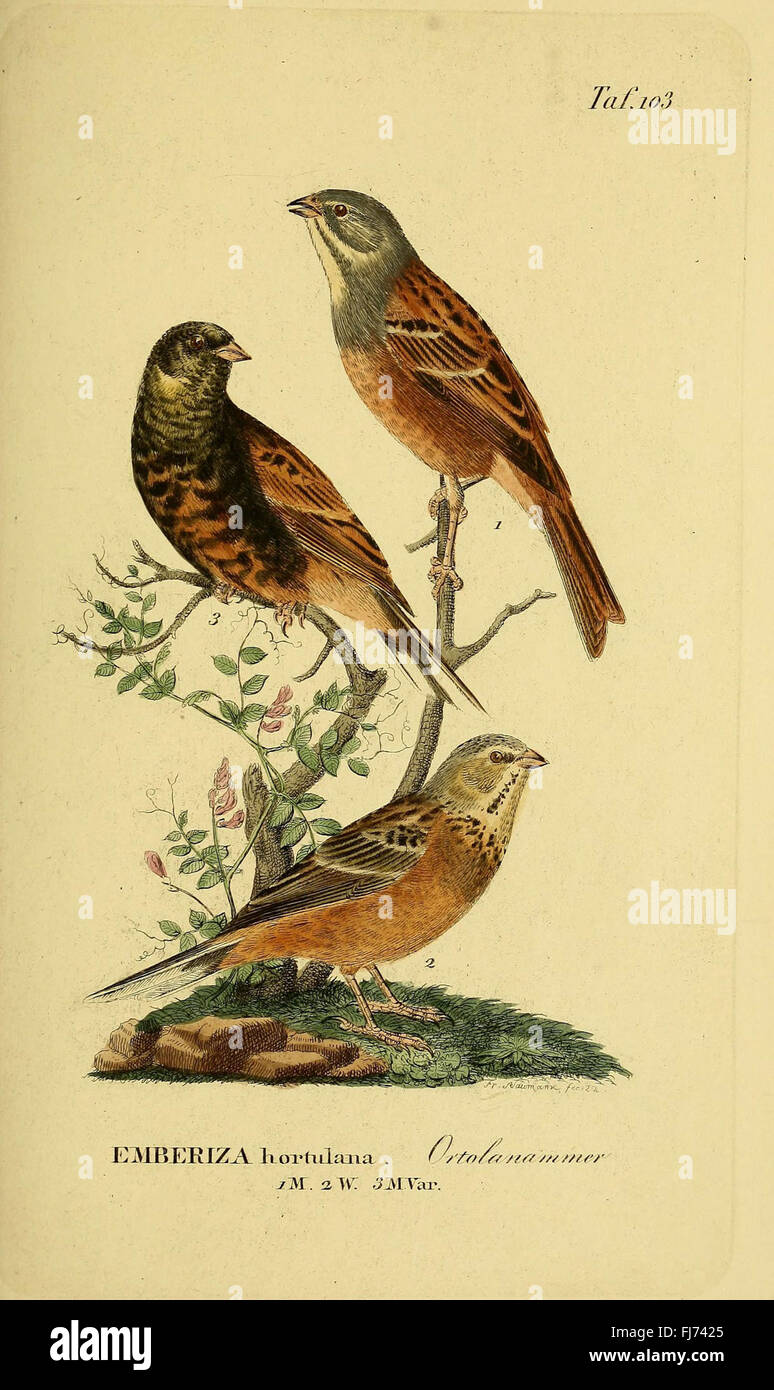 Johann andreas naumanns history of german birds hi-res stock photography and images - Alamy