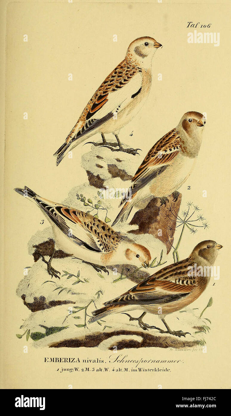 Birds, Germany, bird species, ornithology, German natural history ...