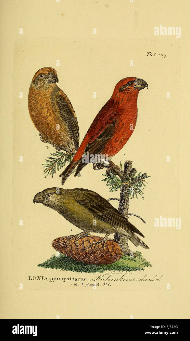 Johann Andreas Naumann's work on the natural history of birds in ...