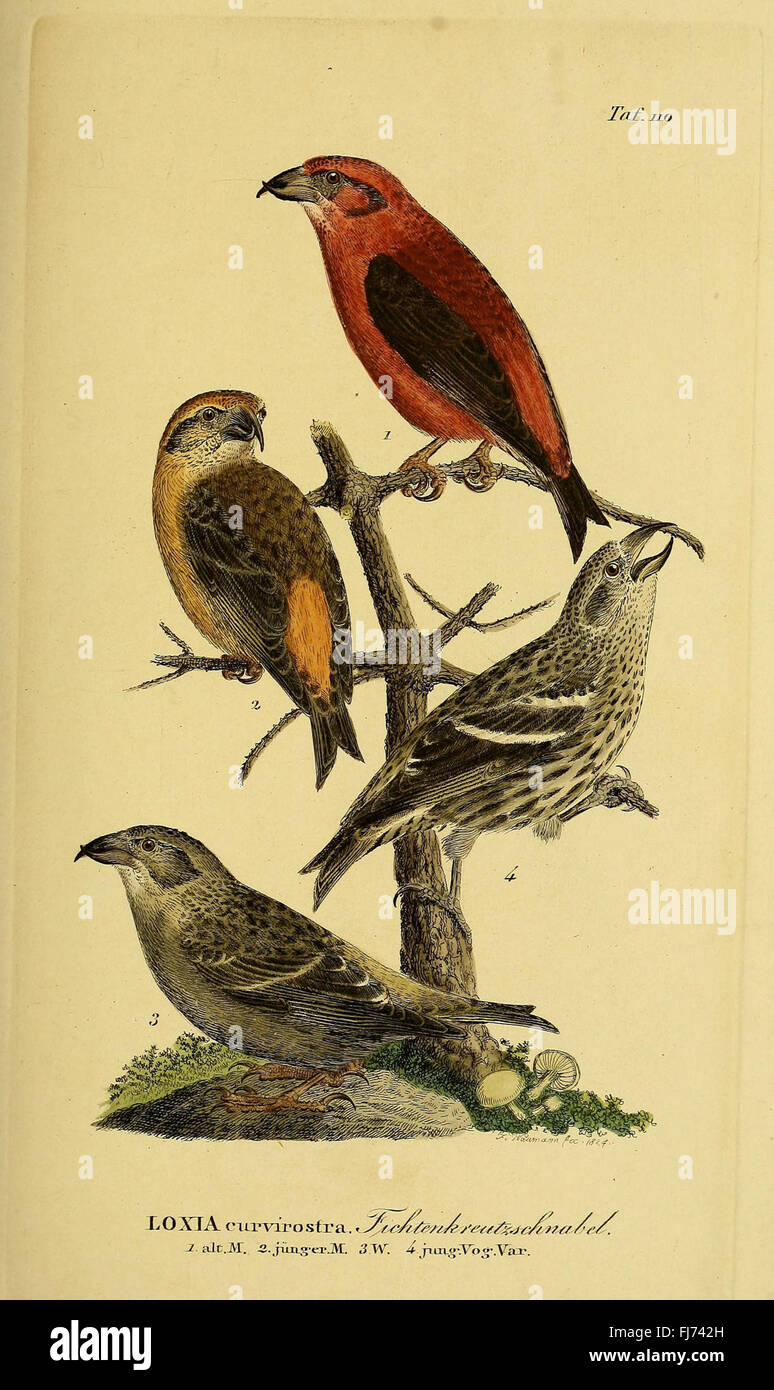 An illustration from Johann Andreas Naumann's work on the natural ...