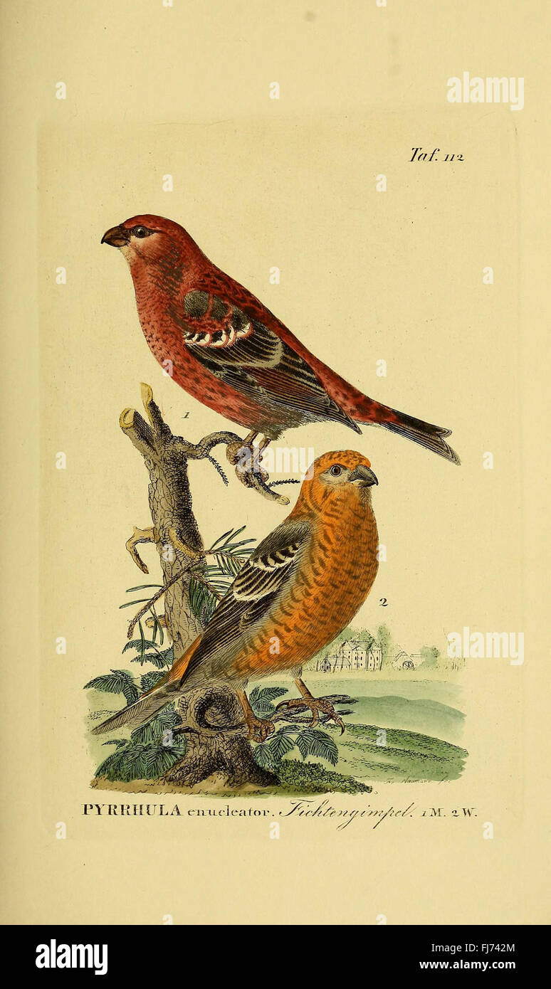 An illustration of German birds from Johann Andreas Naumann’s work on ...