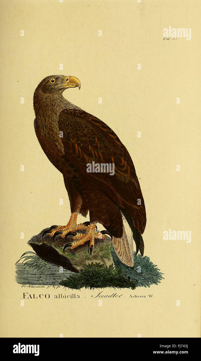 An illustration from Johann Andreas Naumann's work on the natural ...