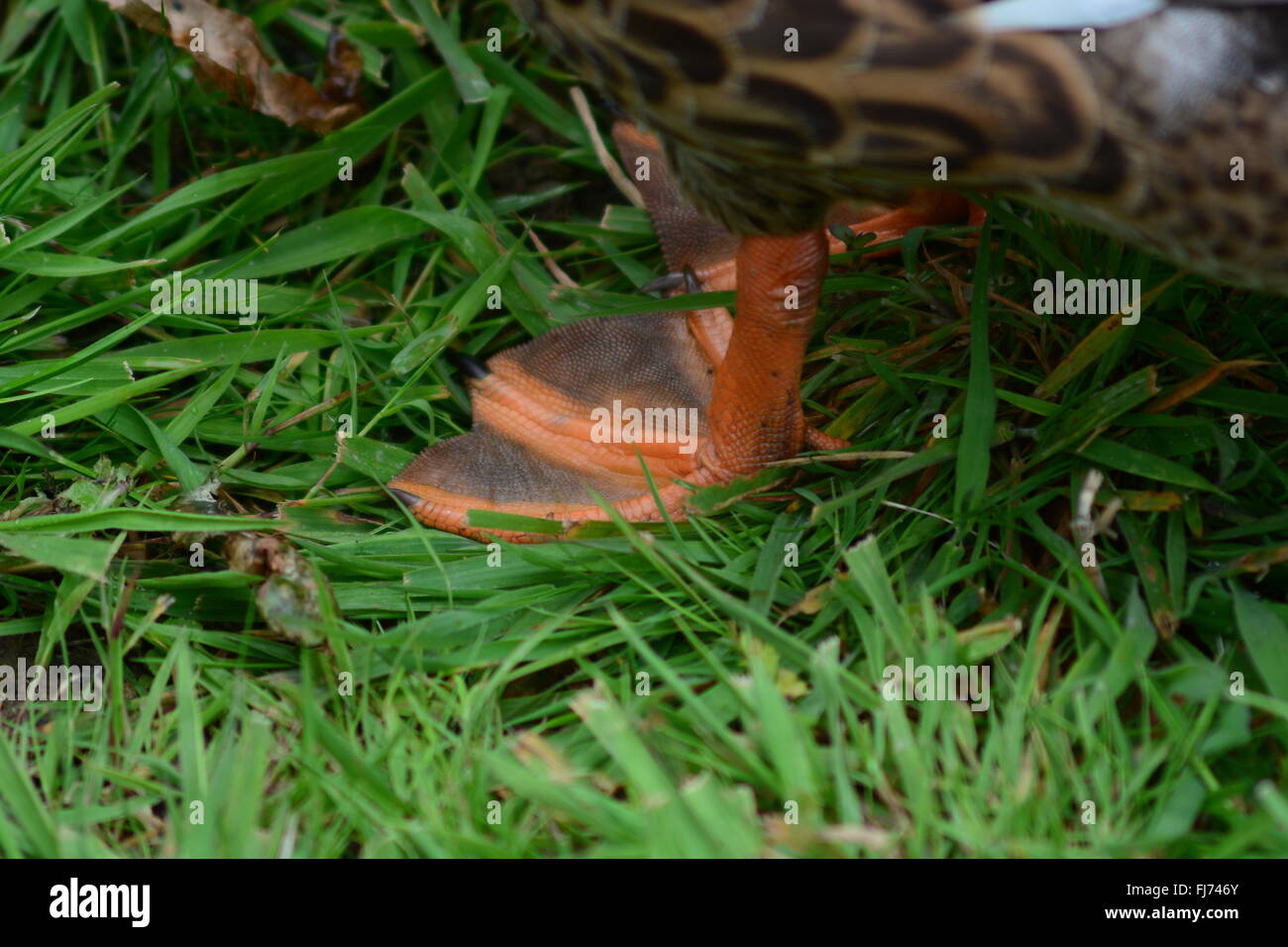Foot duck hi-res stock photography and images - Alamy