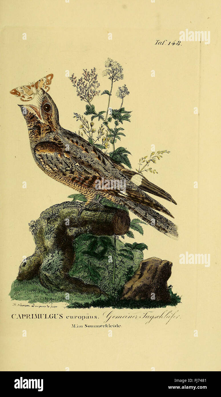 A detailed account of German bird species by Johann Andreas Naumann ...