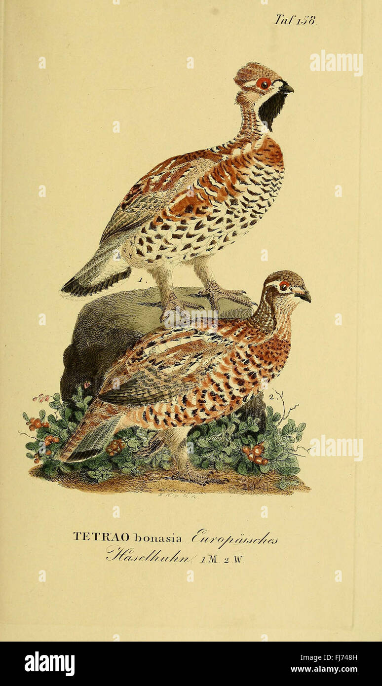 A natural history of German birds by Johann Andreas Naumann, based on ...