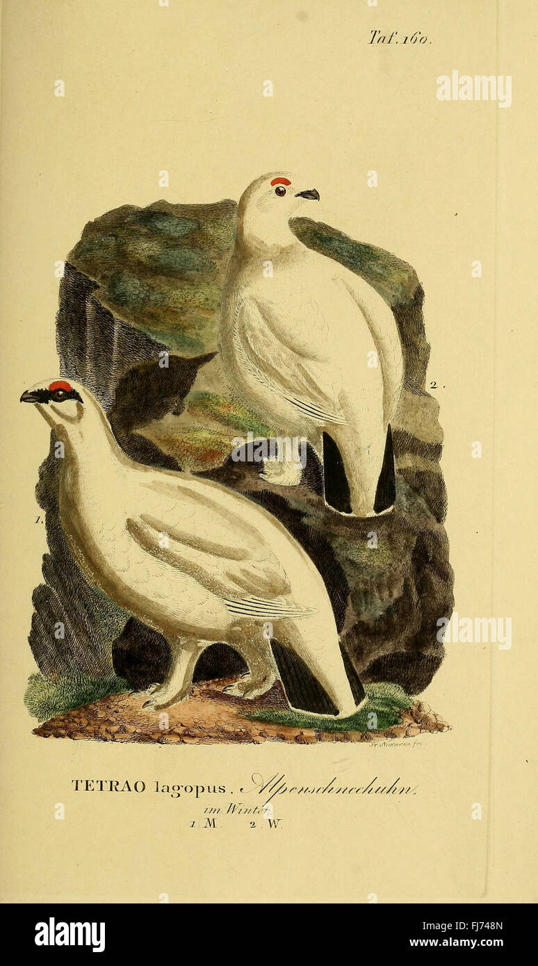 A detailed study of birds in Germany, with illustrations and ...
