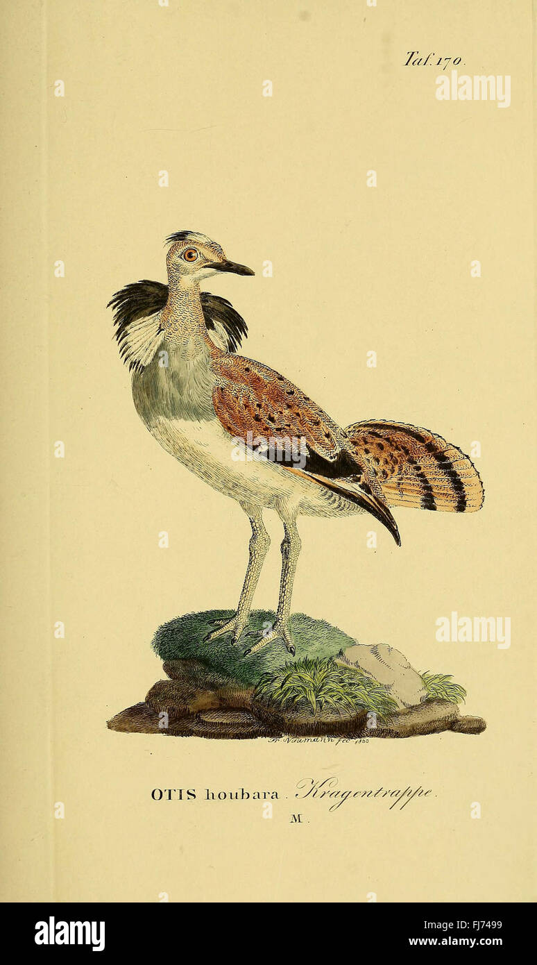 Birds, Germany, bird species, ornithology, German natural history ...