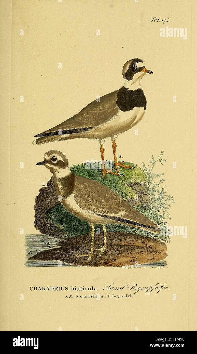 A detailed account and illustration of German birds by Johann Andreas ...