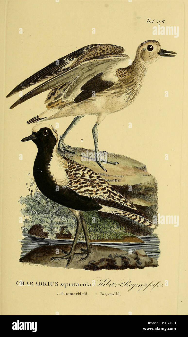 An illustration from Johann Andreas Naumann’s work on the natural ...