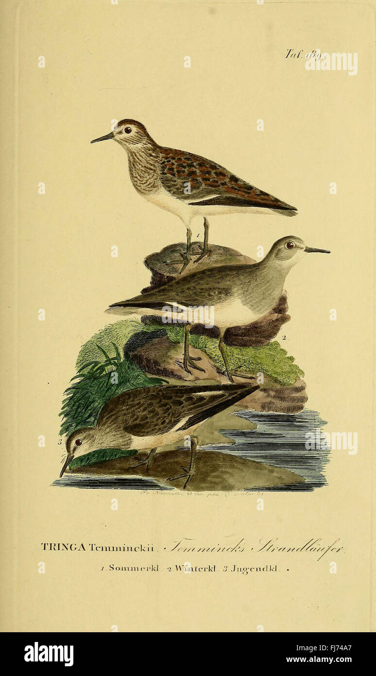 A study on the natural history of German birds, based on Johann Andreas ...