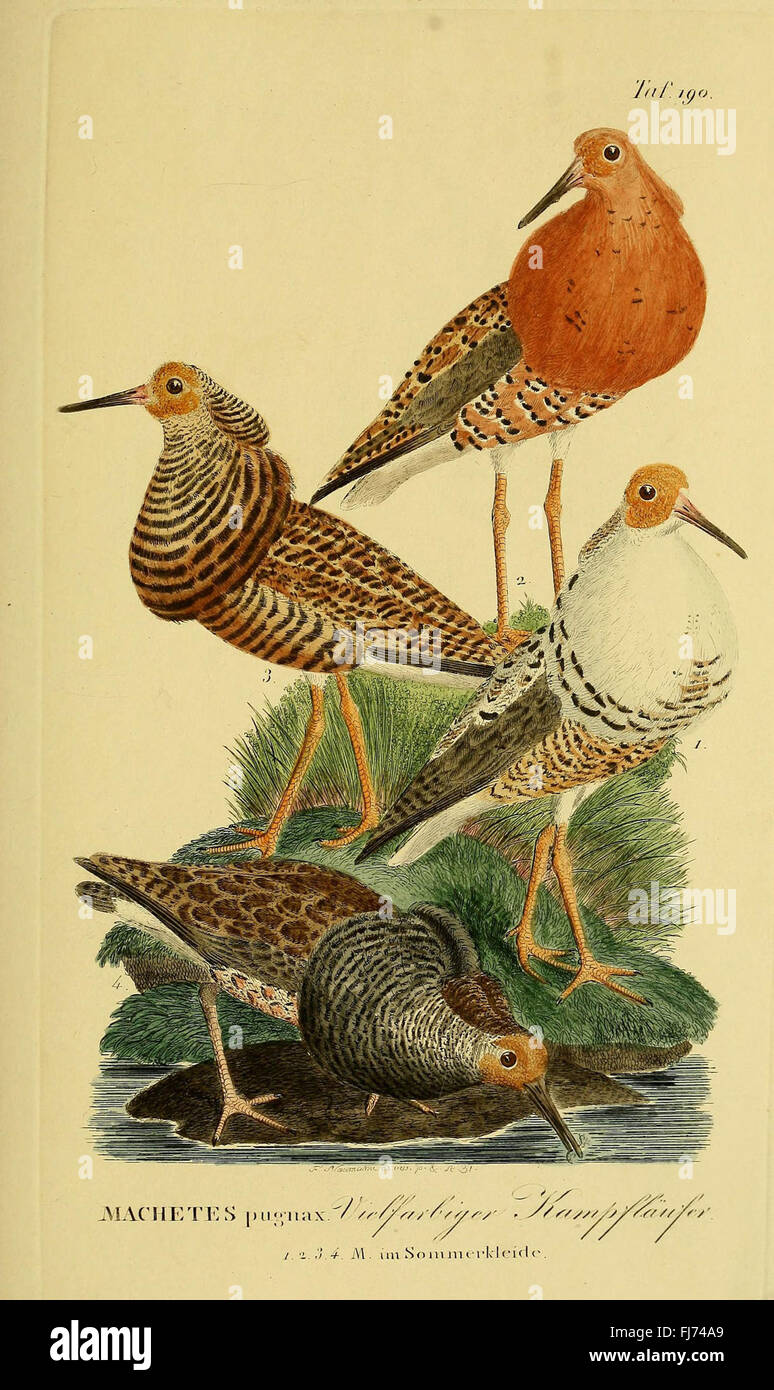 A comprehensive study of German bird species, with illustrations and ...