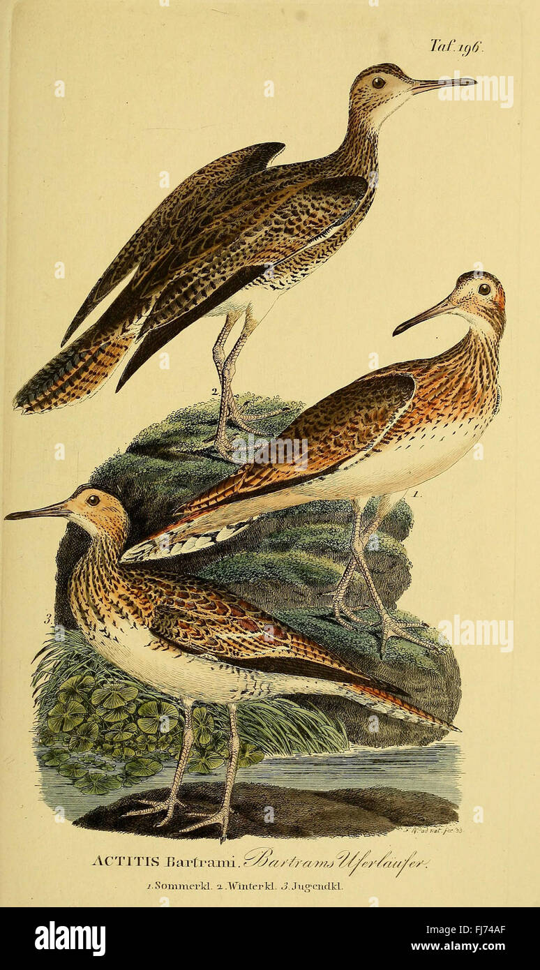 Johann Andreas Naumann's Natural History of the Birds of Germany ...