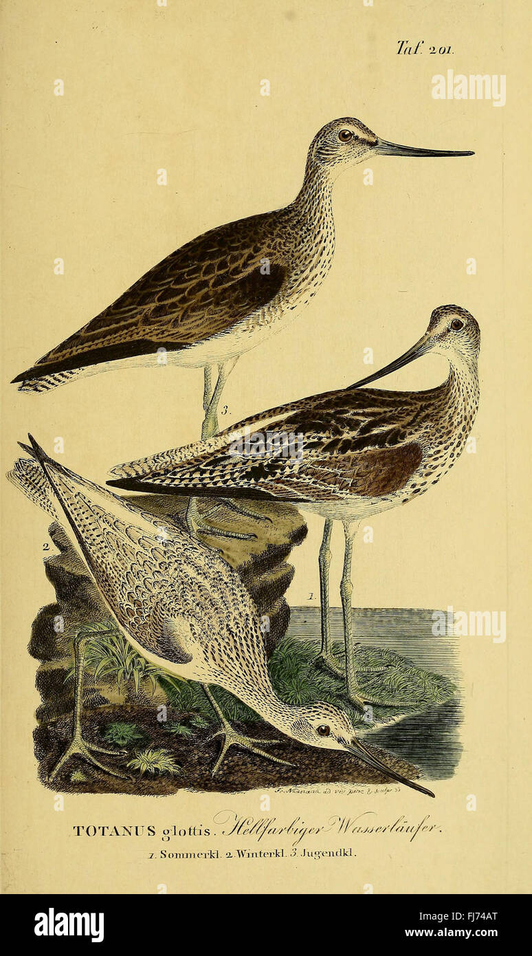 Another volume of Johann Andreas Naumann's work on the birds of Germany ...