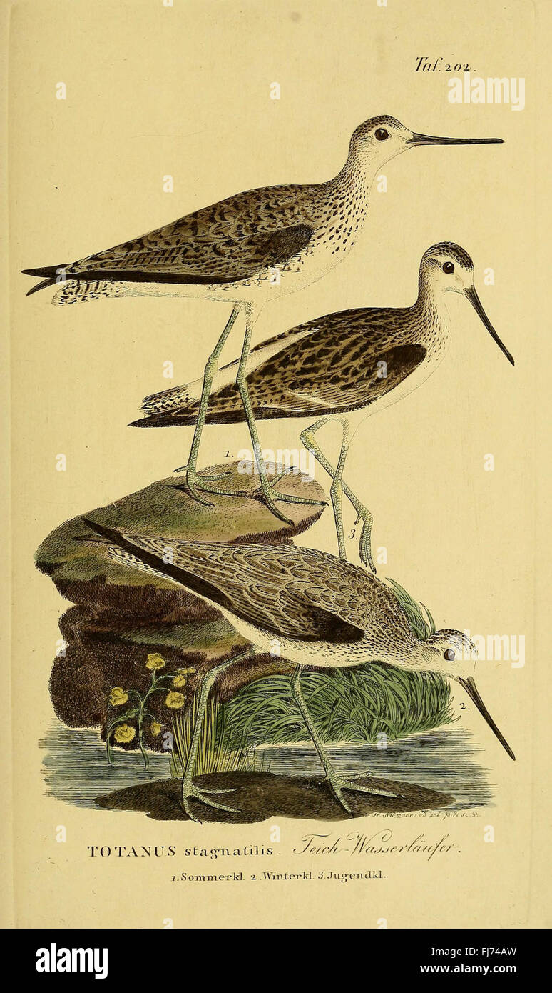 A study of German birds, based on Johann Andreas Naumann’s observations ...
