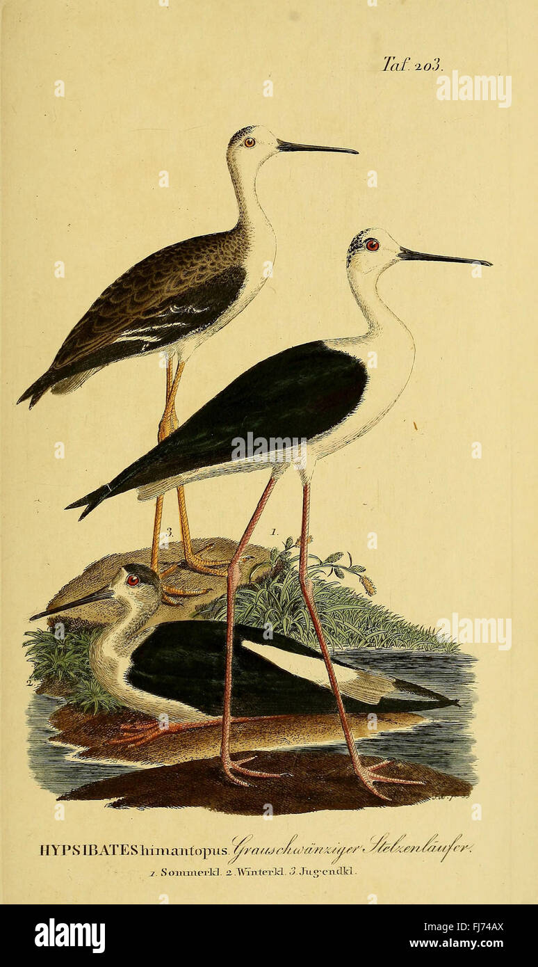 A detailed illustrated work on the birds of Germany, compiled by Johann ...
