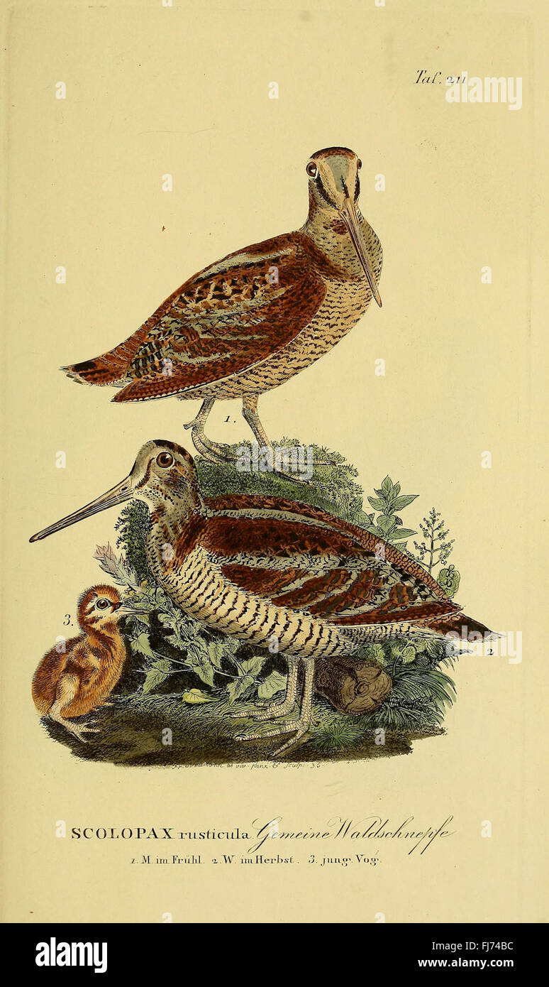 Naumann's work on the natural history of birds in Germany, based on his ...