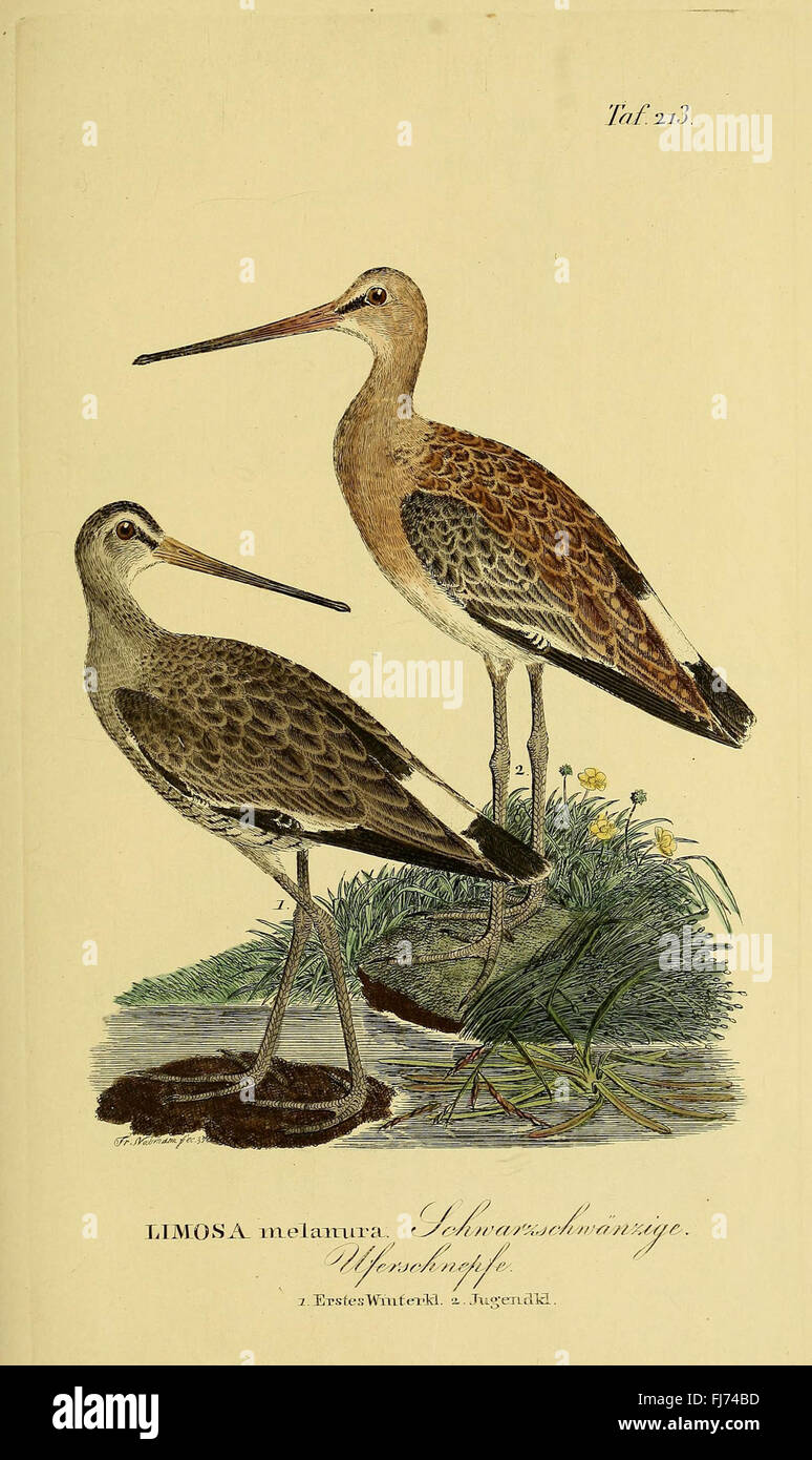 An illustration from Johann Andreas Naumann's work on the natural ...