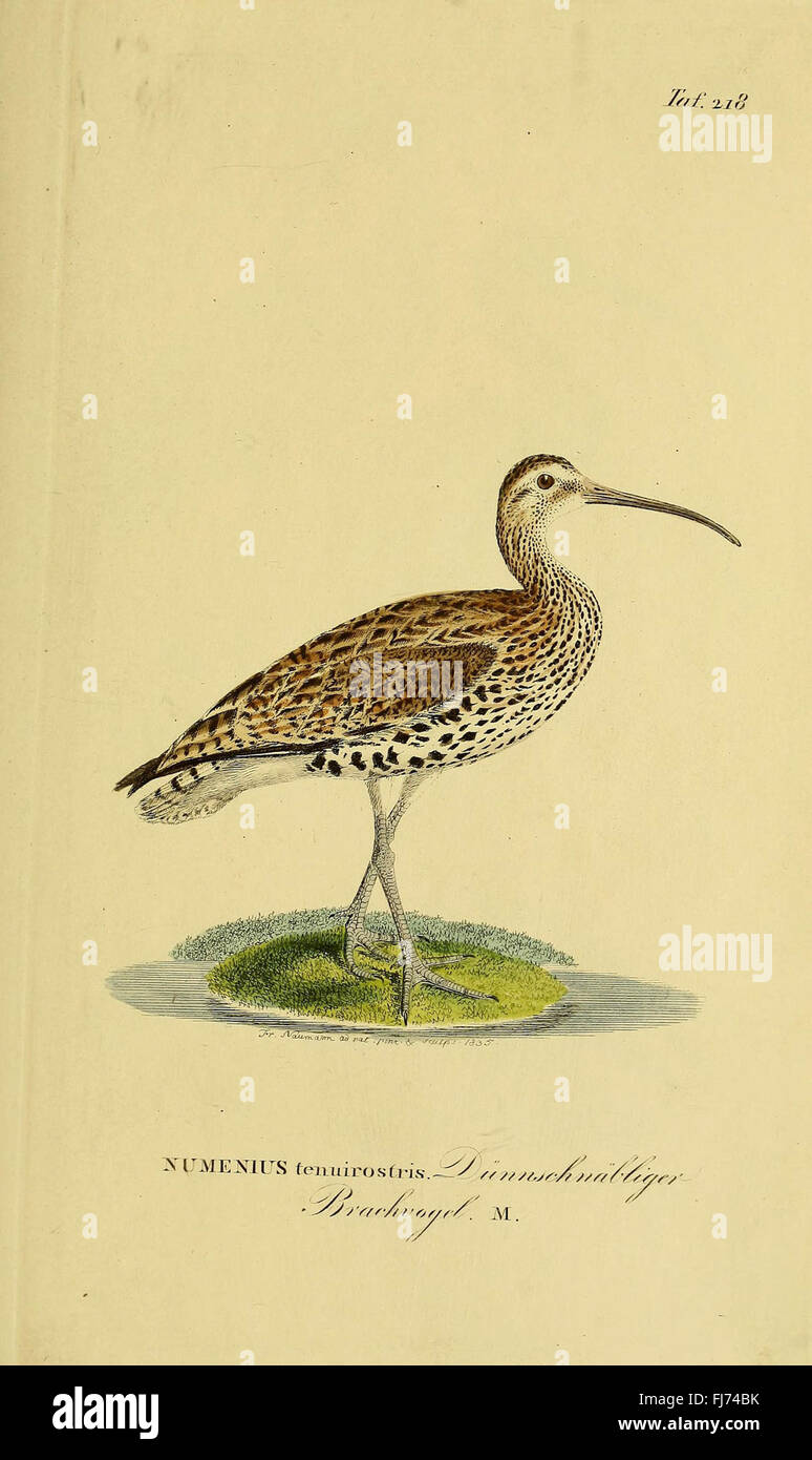 A detailed work on the natural history of German birds, based on Johann ...