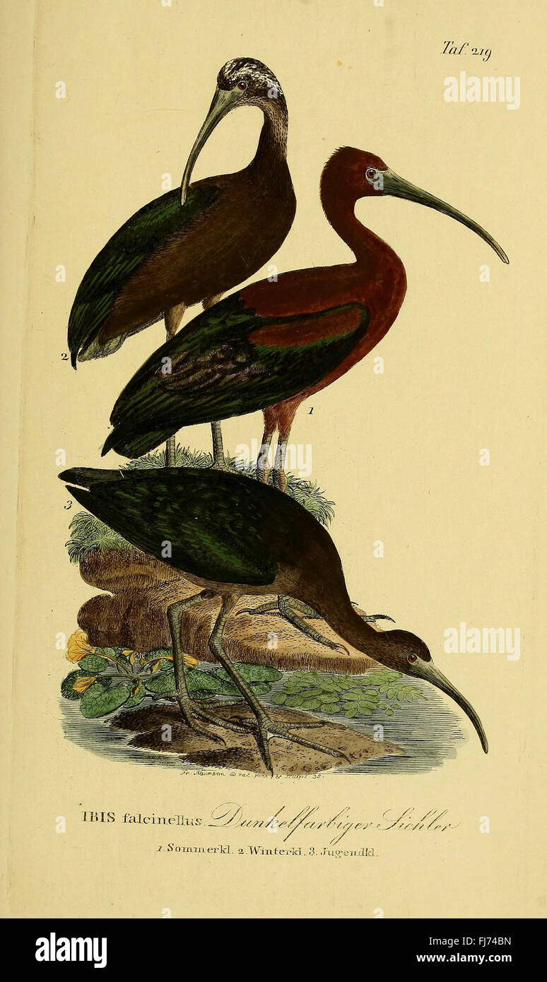 Birds, Germany, ornithology, bird species, zoology, German wildlife ...