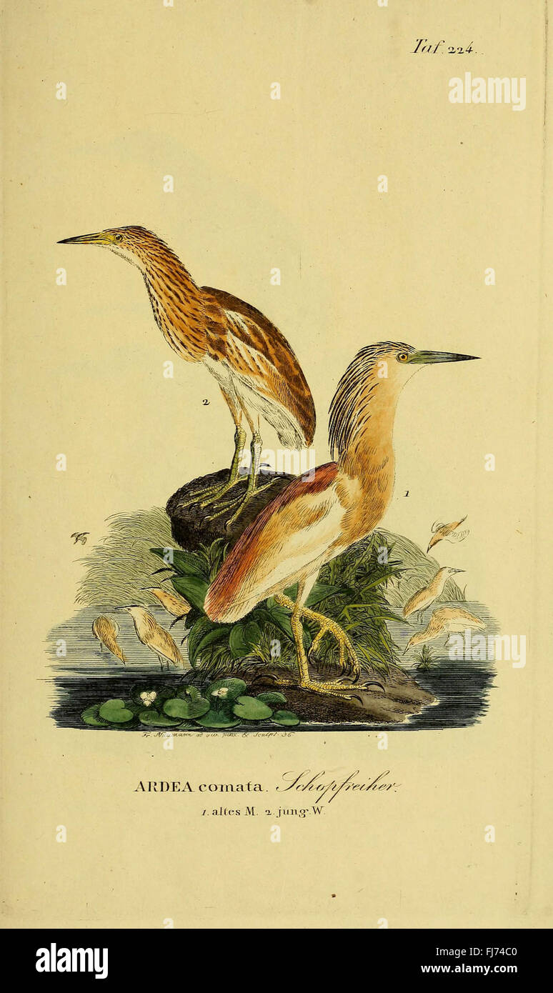 Johann andreas naumanns history of german birds hi-res stock ...