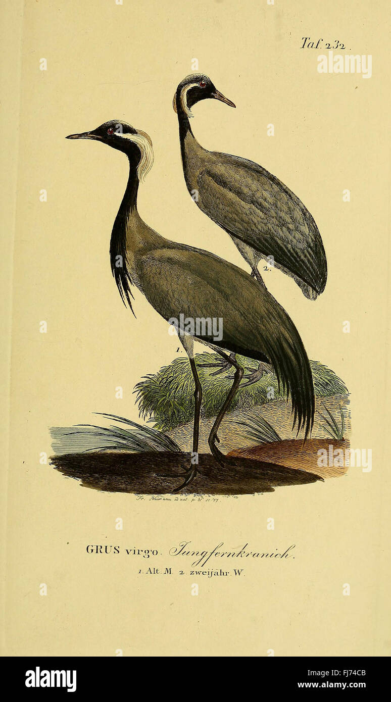 A detailed ornithological work on German bird species, featuring ...