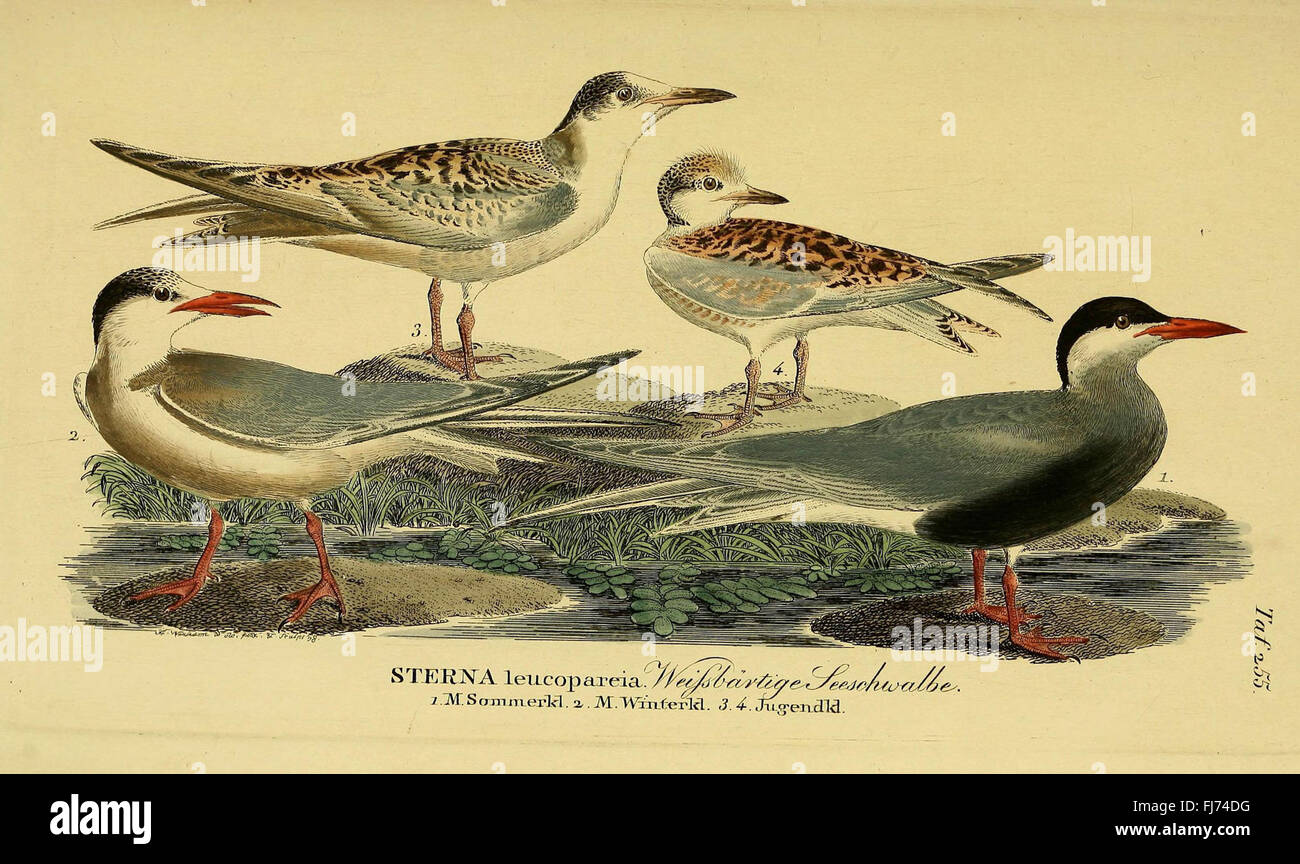 German scientific works hi-res stock photography and images - Alamy