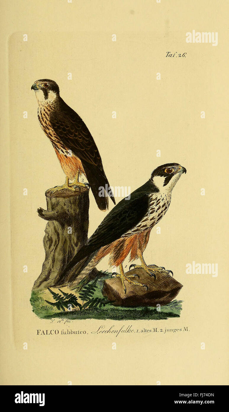 A detailed study of German bird species, with illustrations and ...
