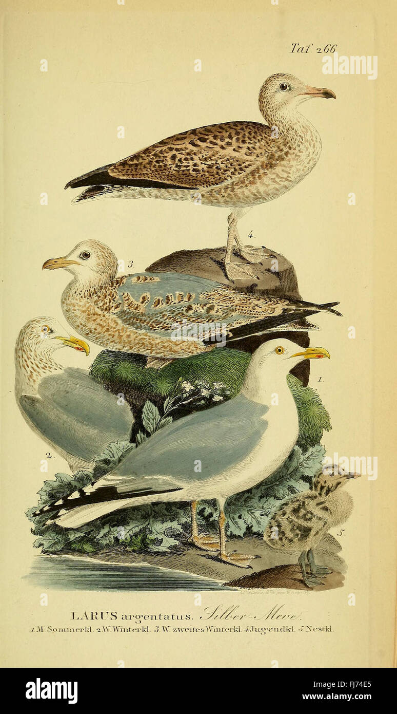 A comprehensive ornithological work detailing German bird species with ...