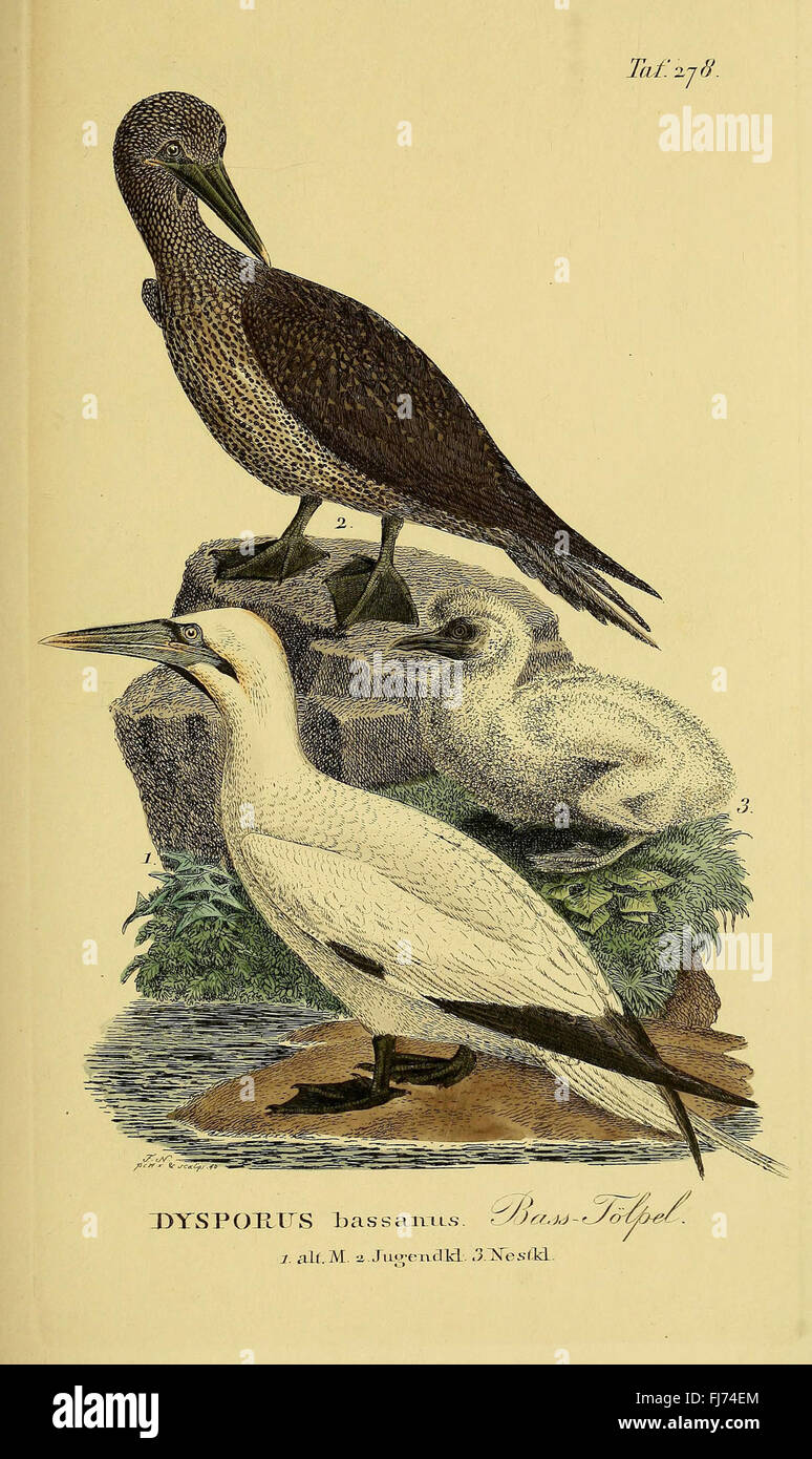 An illustration from Johann Andreas Naumann's work 'Naturgeschichte der ...