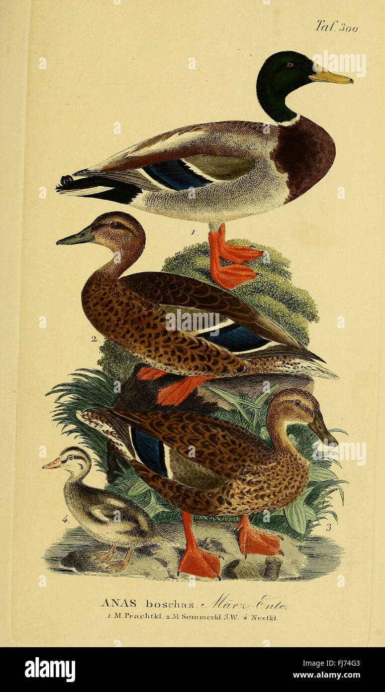 Birds, Germany, ornithology, Johann Andreas Naumann, bird species ...