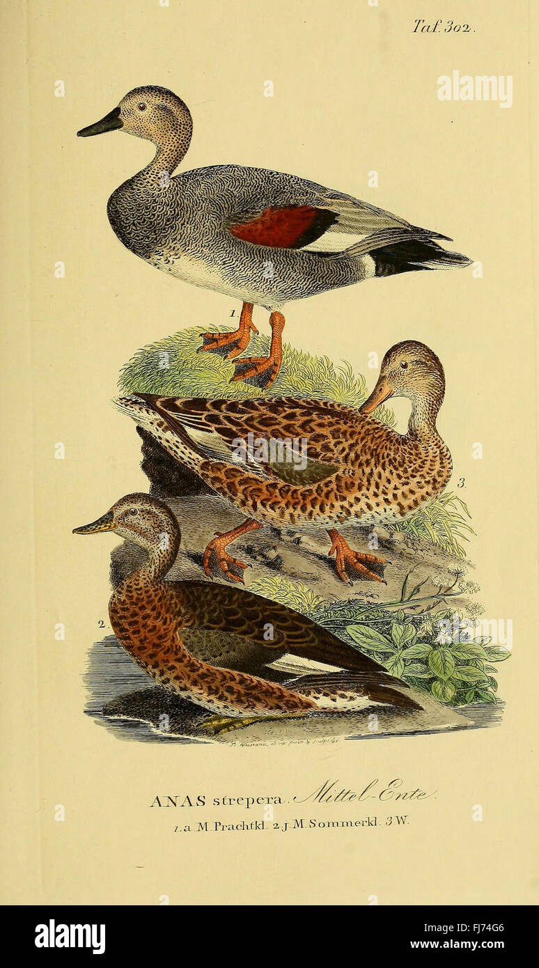 Naumann's natural history of birds in Germany, presenting detailed ...