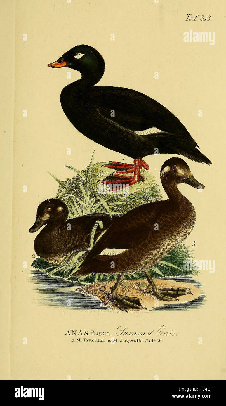 A comprehensive study of German bird species by Johann Andreas Naumann ...