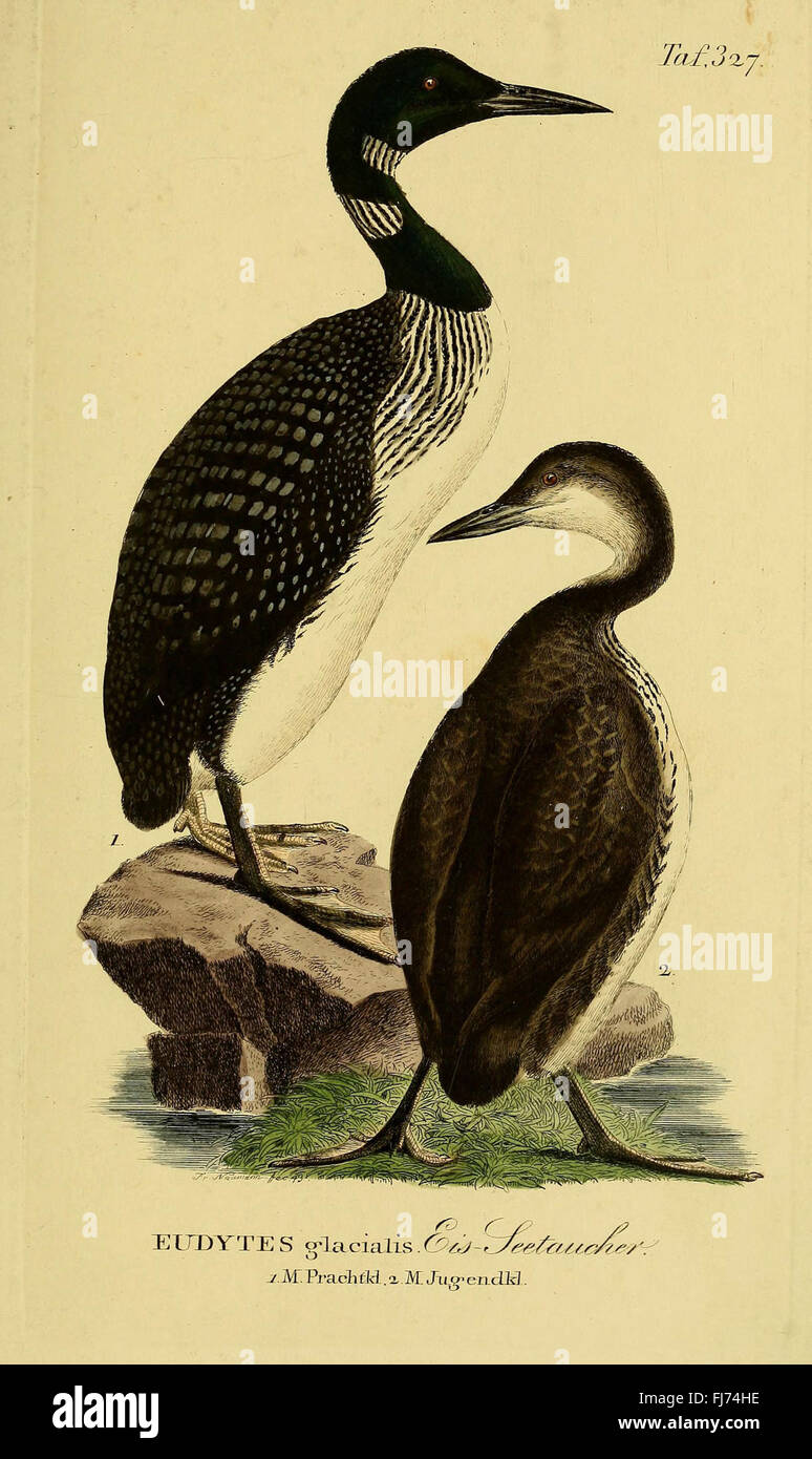 A detailed ornithological work on German bird species, featuring ...