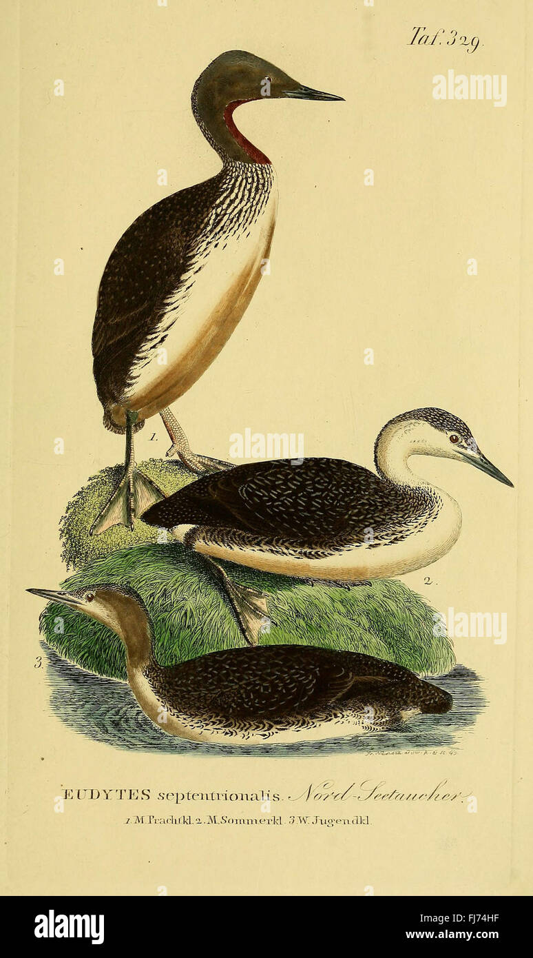 An illustration from Johann Andreas Naumann's work on the natural ...