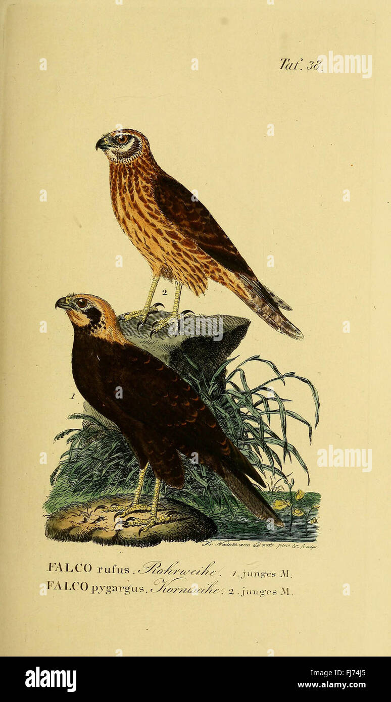 A detailed ornithological work on German bird species, featuring ...
