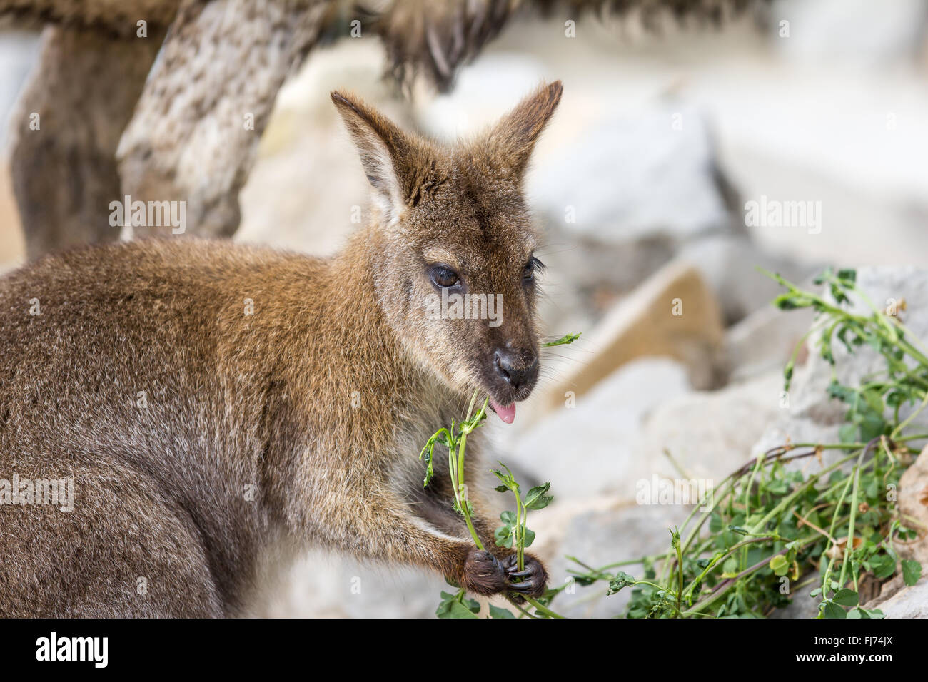 kangaroo eating grass on a safari park Stock Photo - Alamy