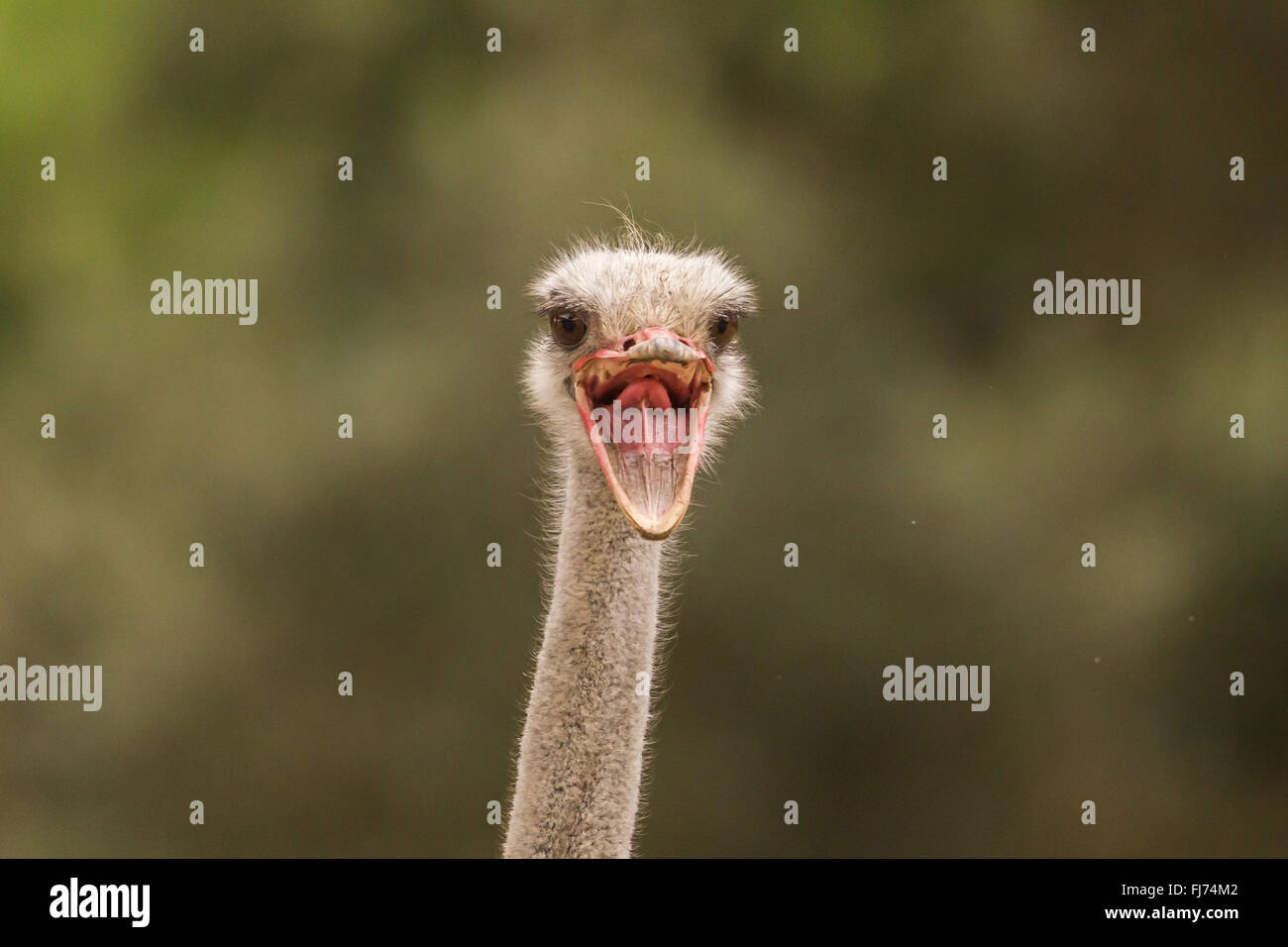 Ostrich Screaming (LOOK AT THE SCARY "KIWI BIRD" MAKING TERRIFYING