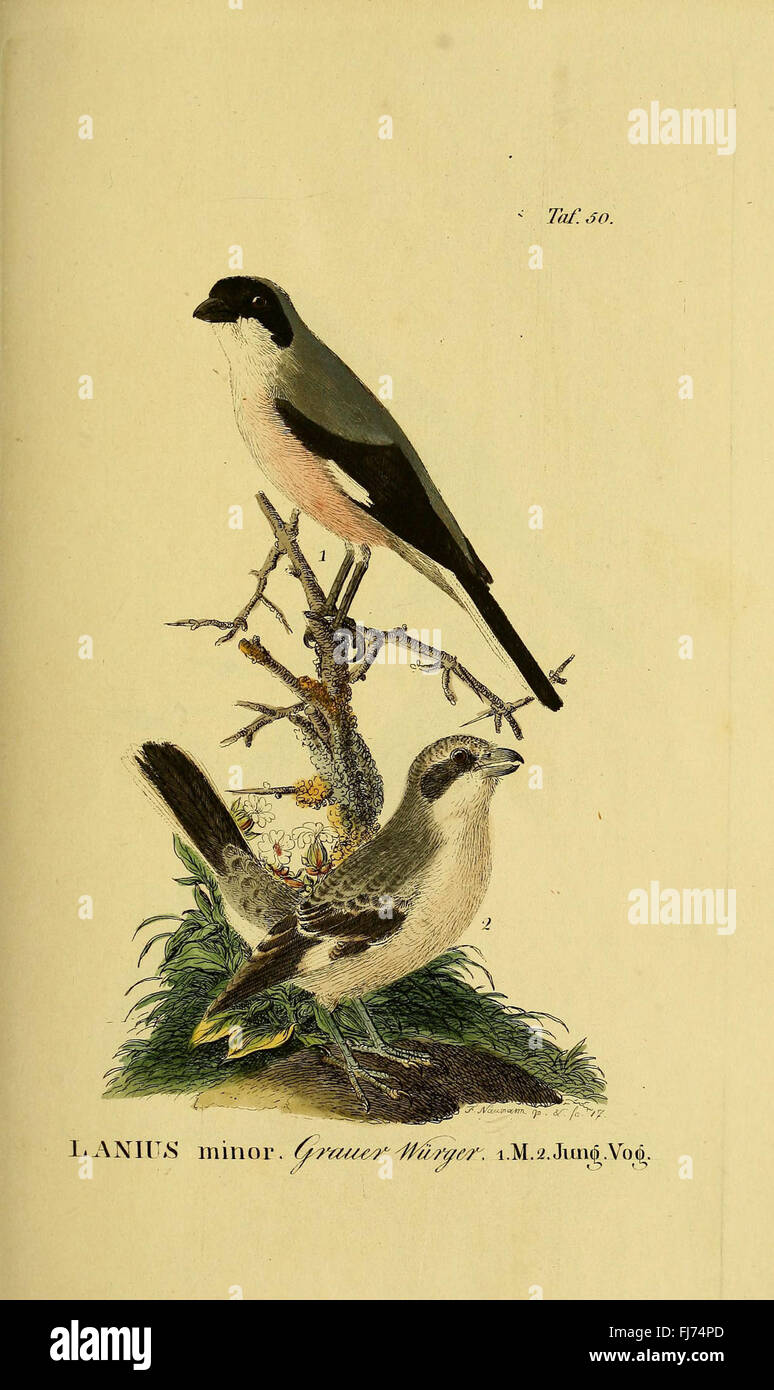 A pictorial work on German bird species by Johann Andreas Naumann ...