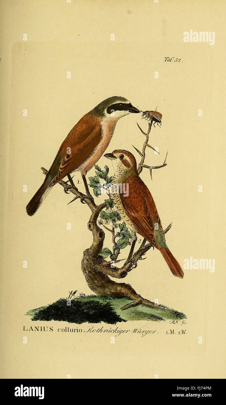 A comprehensive ornithological work on the birds of Germany, with ...