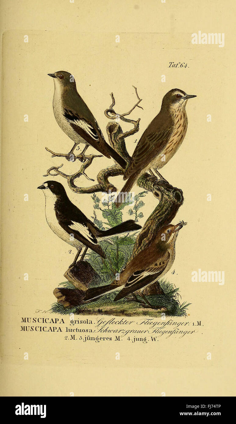 Naumann's work on the natural history of birds in Germany, featuring ...