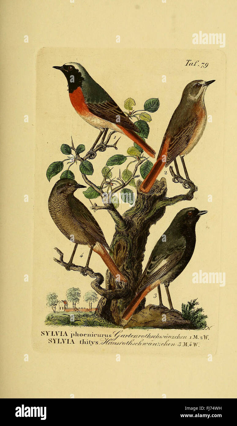 A detailed illustration from Johann Andreas Naumann's work on the birds ...