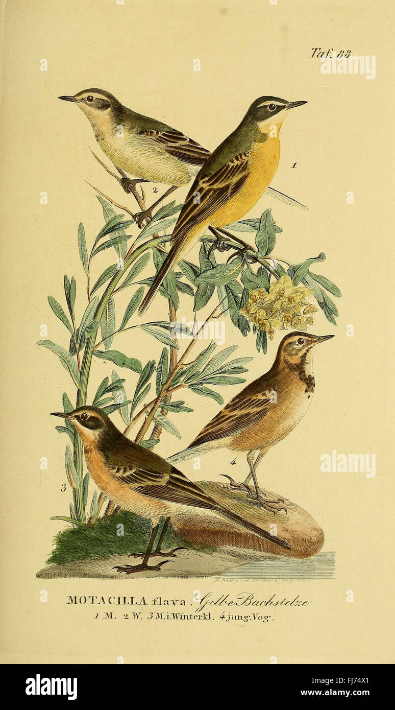 A detailed depiction of bird species native to Germany, presented ...