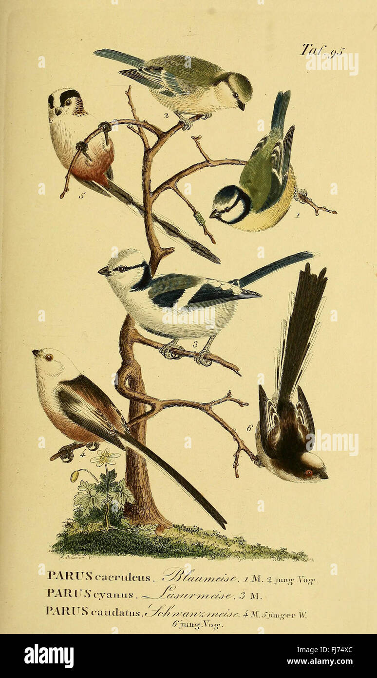 A detailed work on the natural history of German birds by Johann ...