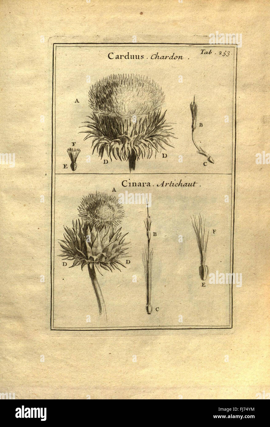 An illustration from the work of Joseph Pitton de Tournefort ...