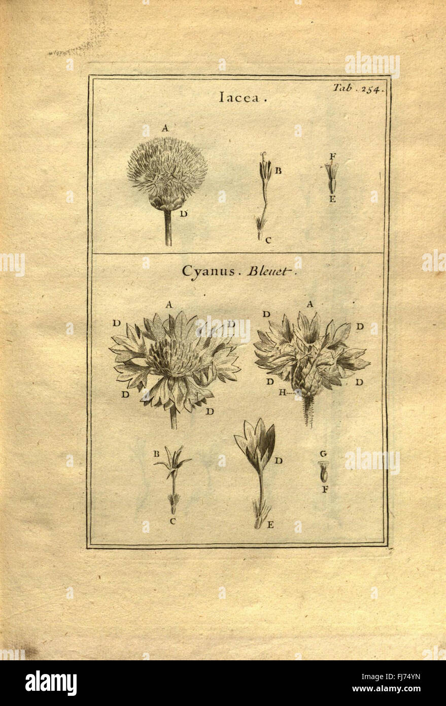 A botanical work by Joseph Pitton Tournefort, focusing on plant species ...