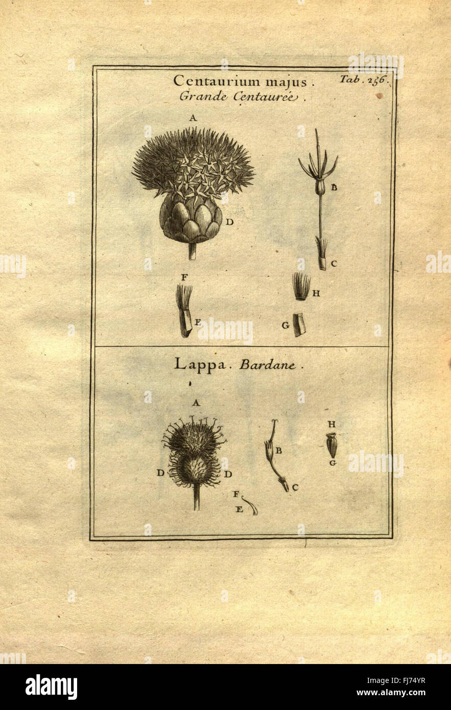 Josephi Pitton Tournefort ... Institutiones rei herbariæ (Tab. 256 ...