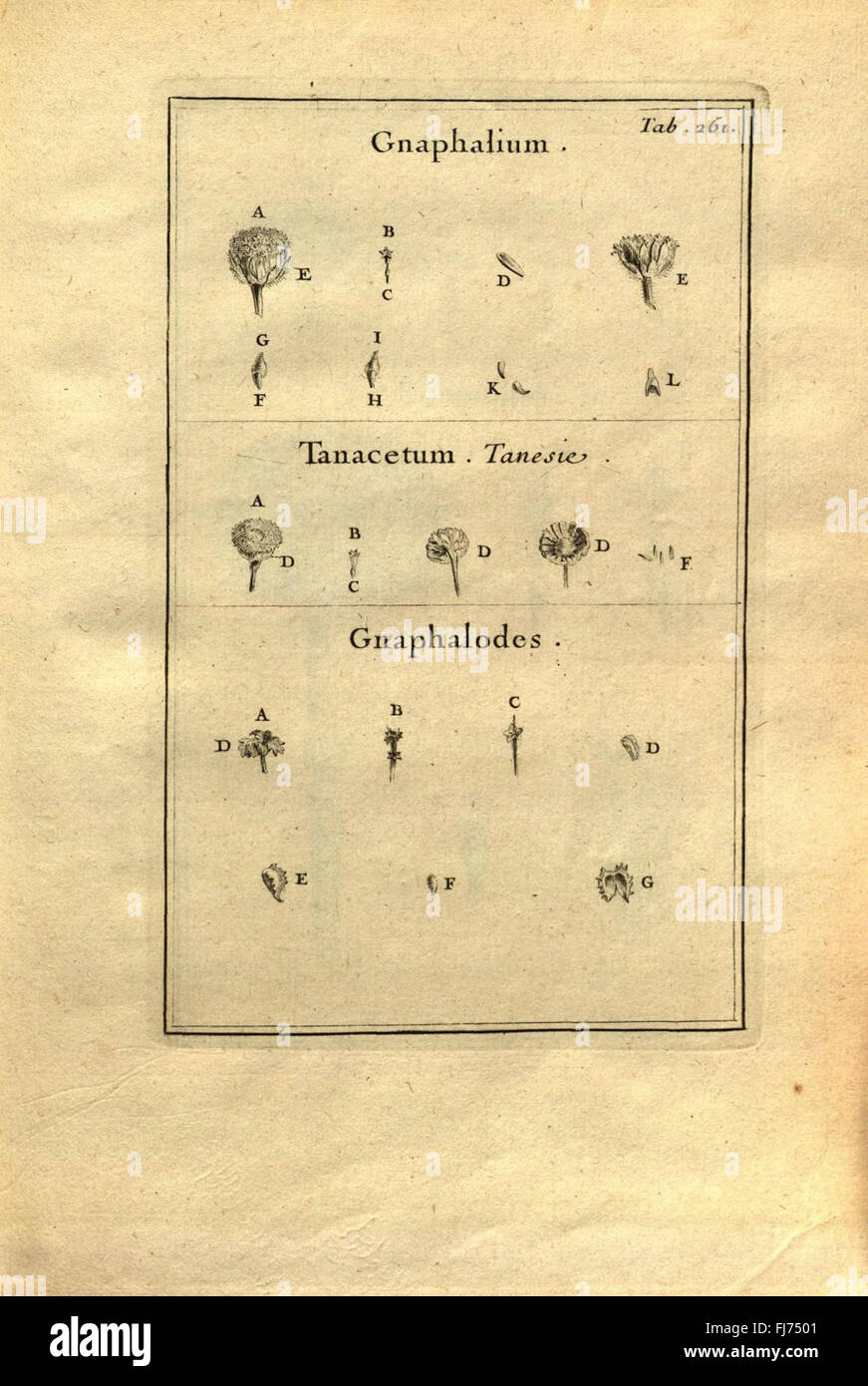 A pre-Linnean botanical work by Joseph Pitton de Tournefort, detailing ...