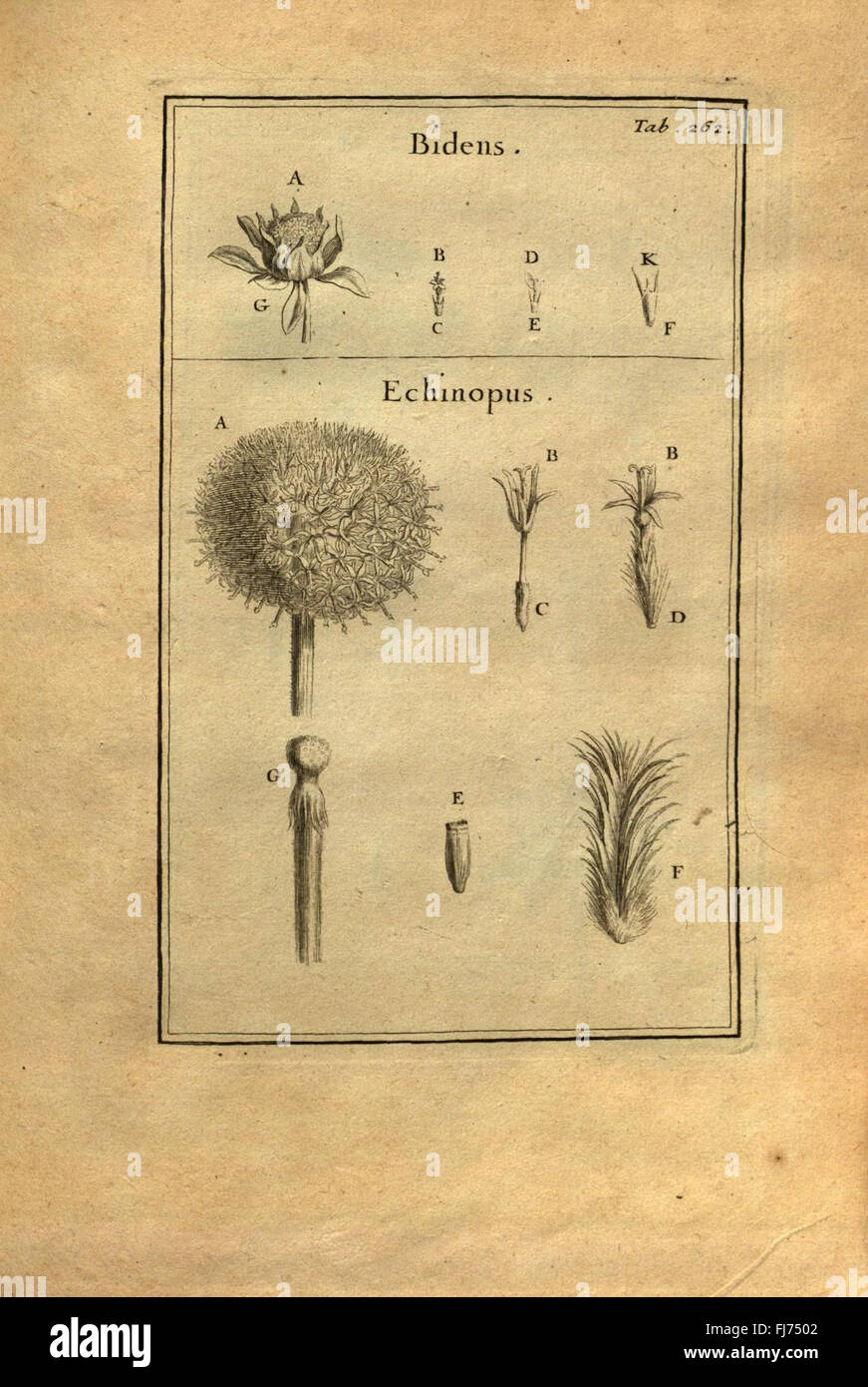 A botanical work by Joseph Pitton de Tournefort, focusing on the ...
