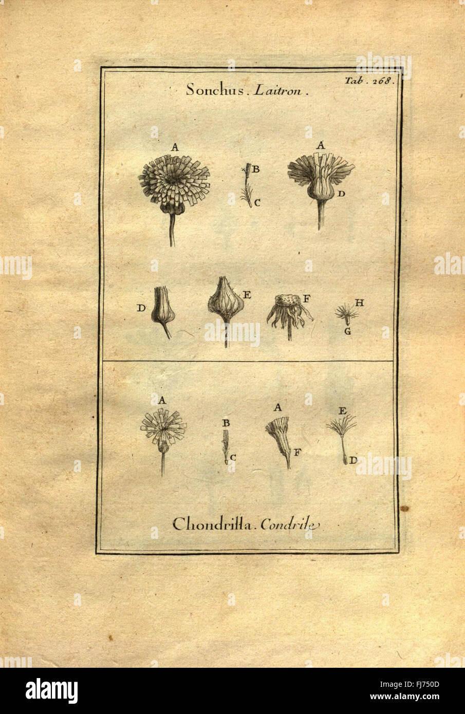 A detailed botanical work by Joseph Pitton de Tournefort, describing ...